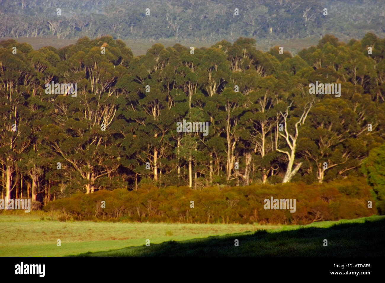 Rolling farmland amongst giant Karri trees near Walpole Western ...