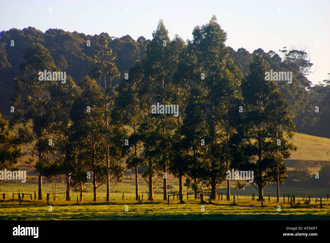 Rolling farmland amongst giant Karri trees near Walpole Western ...