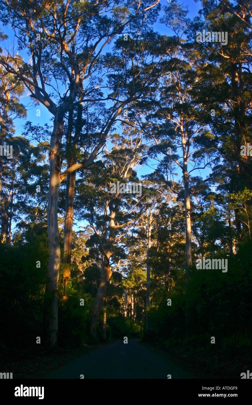 Forest of giant Karri trees near Walpole Western Australia Stock Photo ...