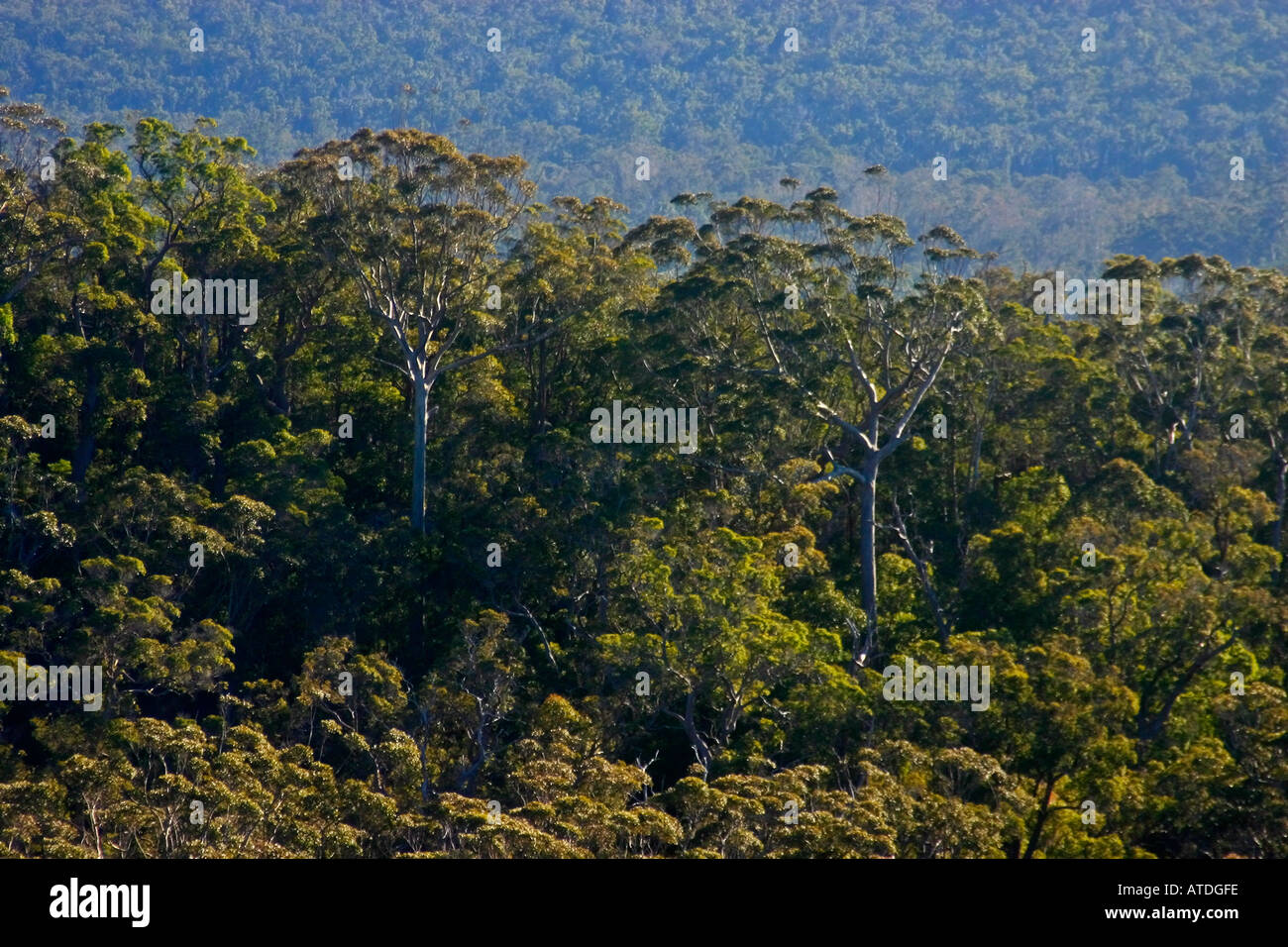 Forest of giant Karri trees near Walpole Western Australia Stock Photo ...