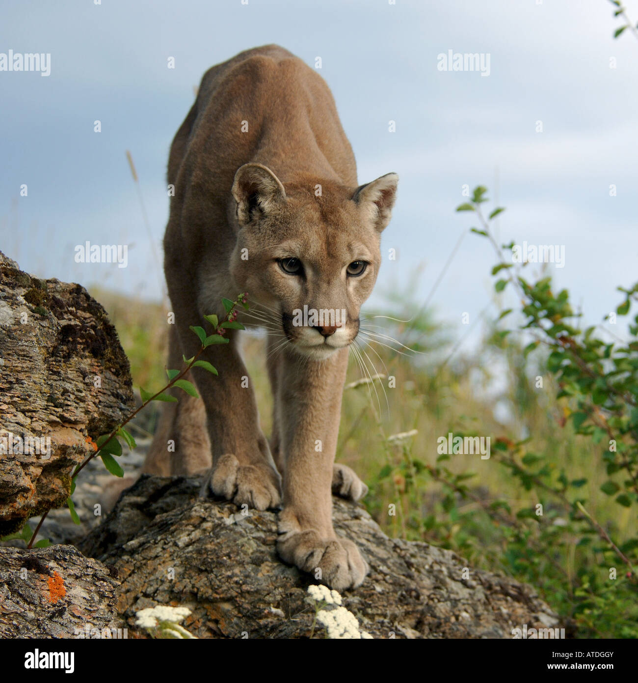 Coguaro hi-res stock photography and images - Alamy