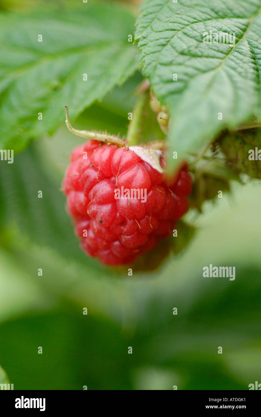 Red Raspberry Rubus idaeus Stock Photo - Alamy