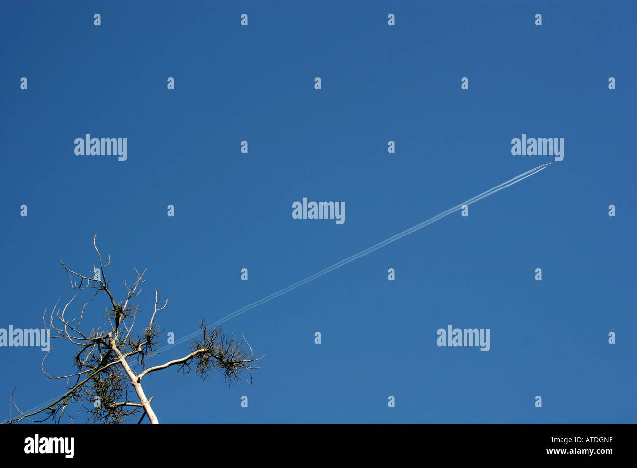 Jet plane and a tree Stock Photo - Alamy