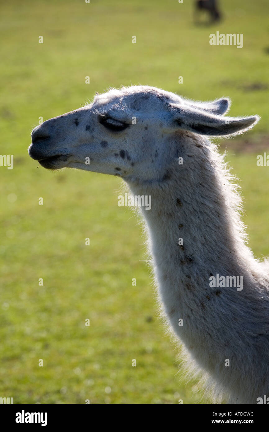 Alpaca society hi-res stock photography and images - Alamy