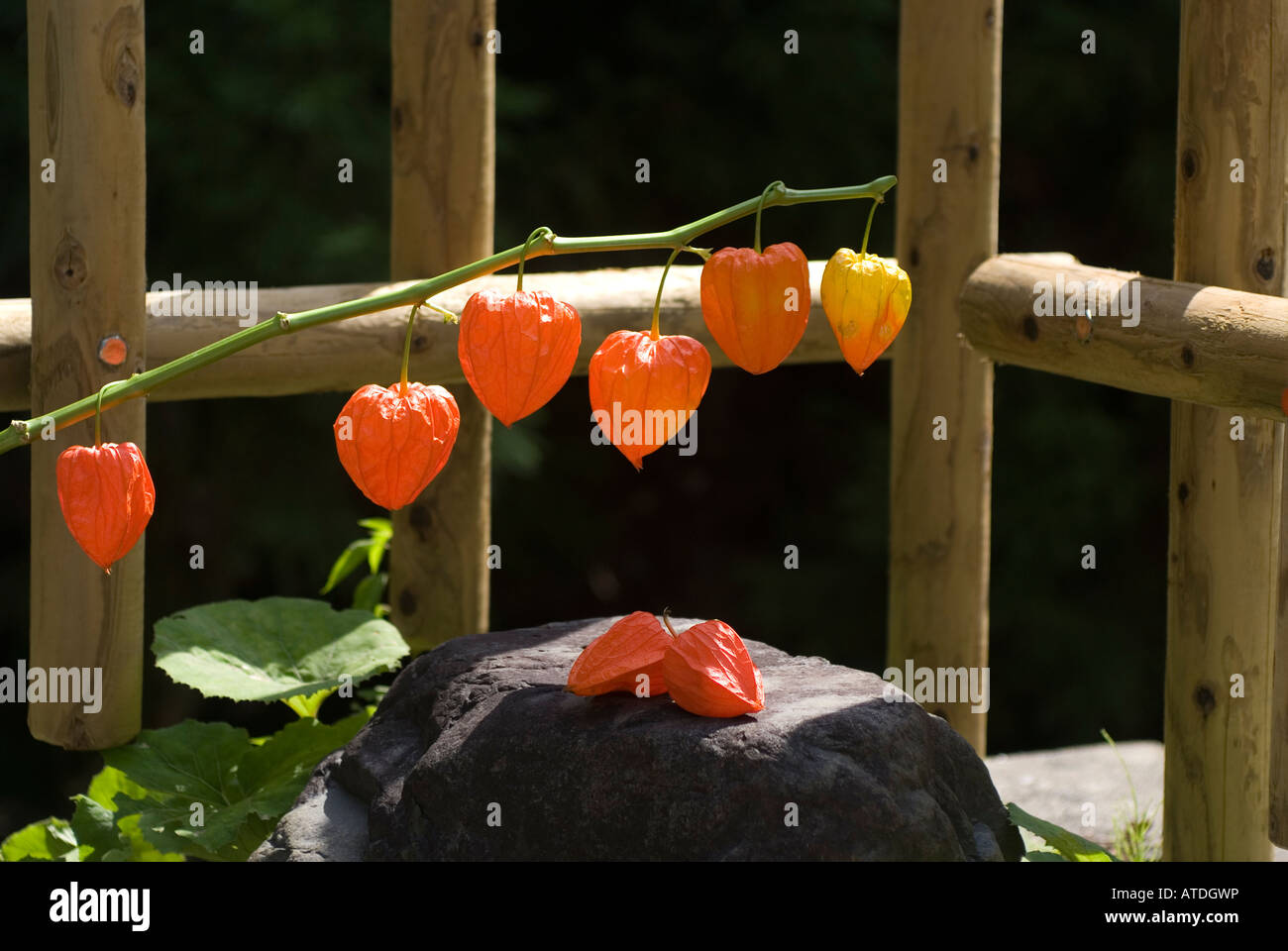 Chinese lantern lily hi-res stock photography and images - Alamy