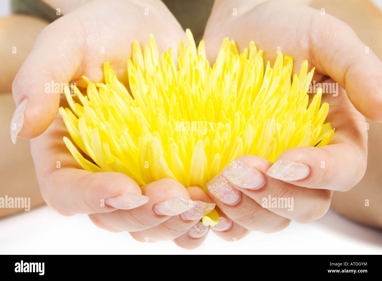 Yellow flower in the woman hands Stock Photo - Alamy