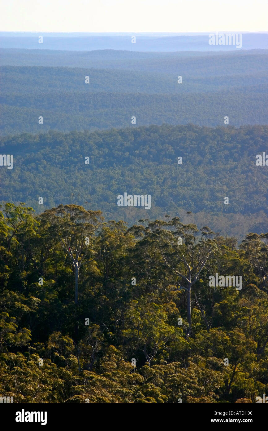 Forest of giant Karri trees near Walpole Western Australia Stock Photo ...