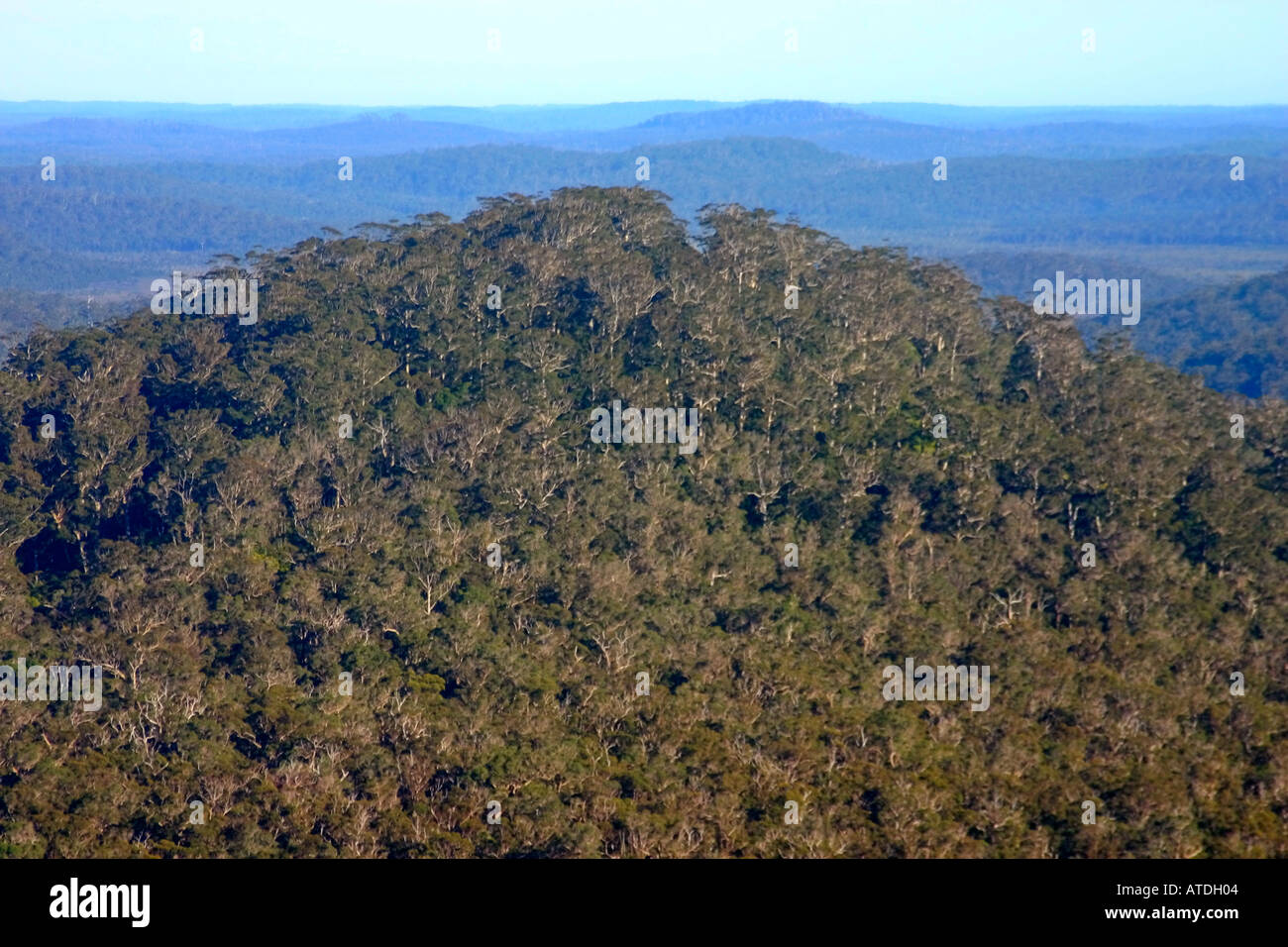 Forest of giant Karri trees near Walpole Western Australia Stock Photo ...