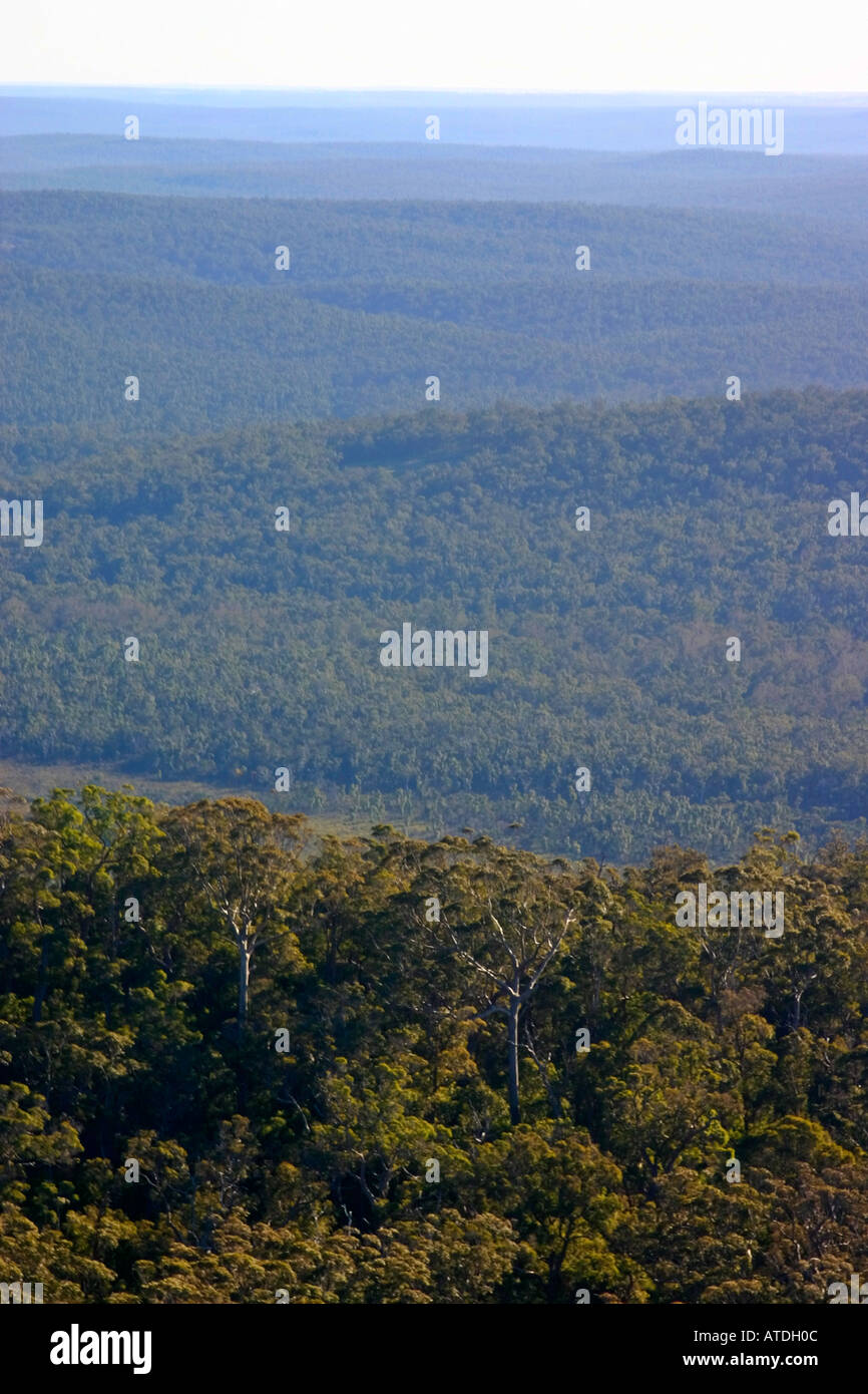 Forest of giant Karri trees near Walpole Western Australia Stock Photo ...