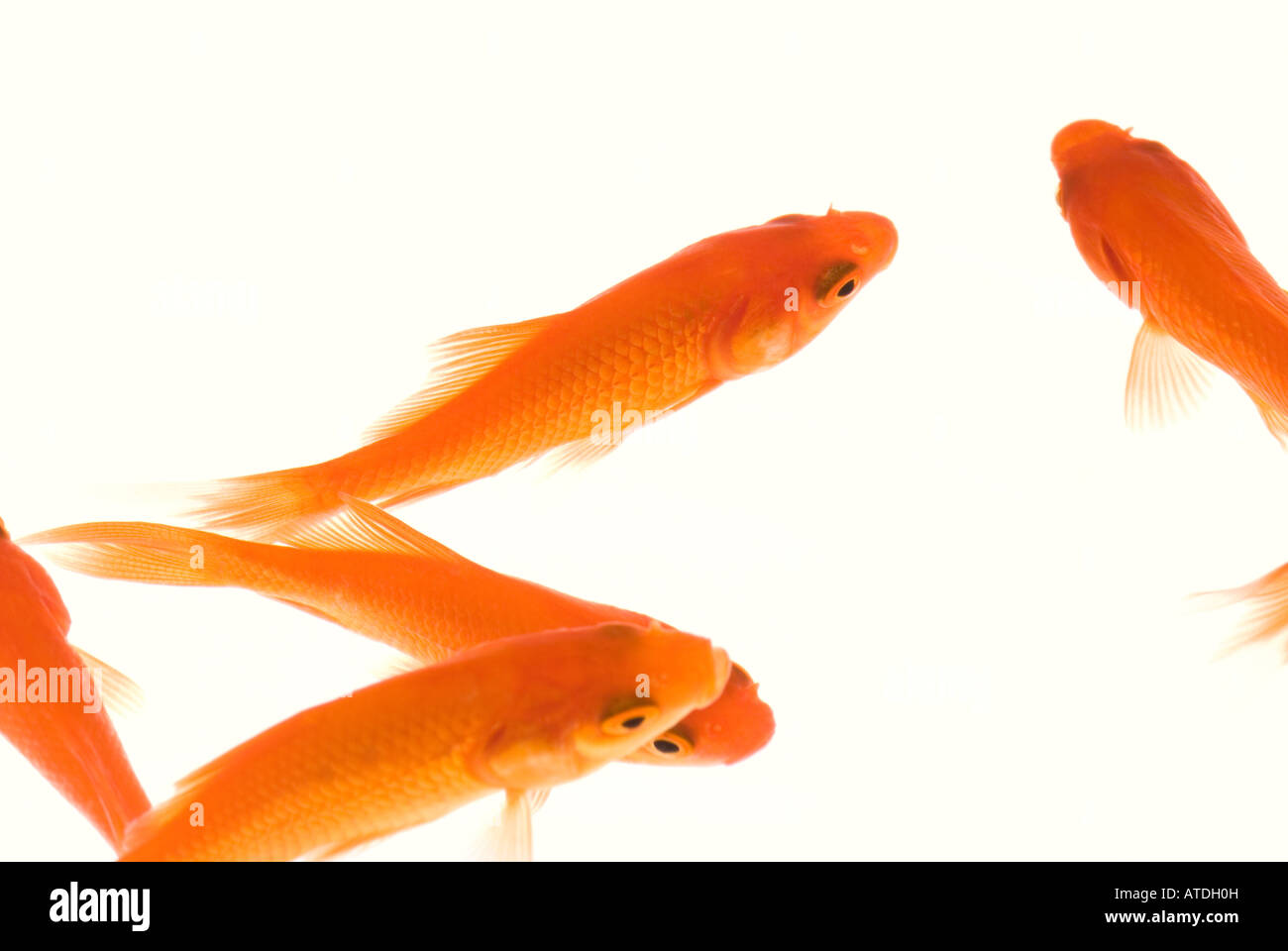 Five goldfish hi-res stock photography and images - Alamy