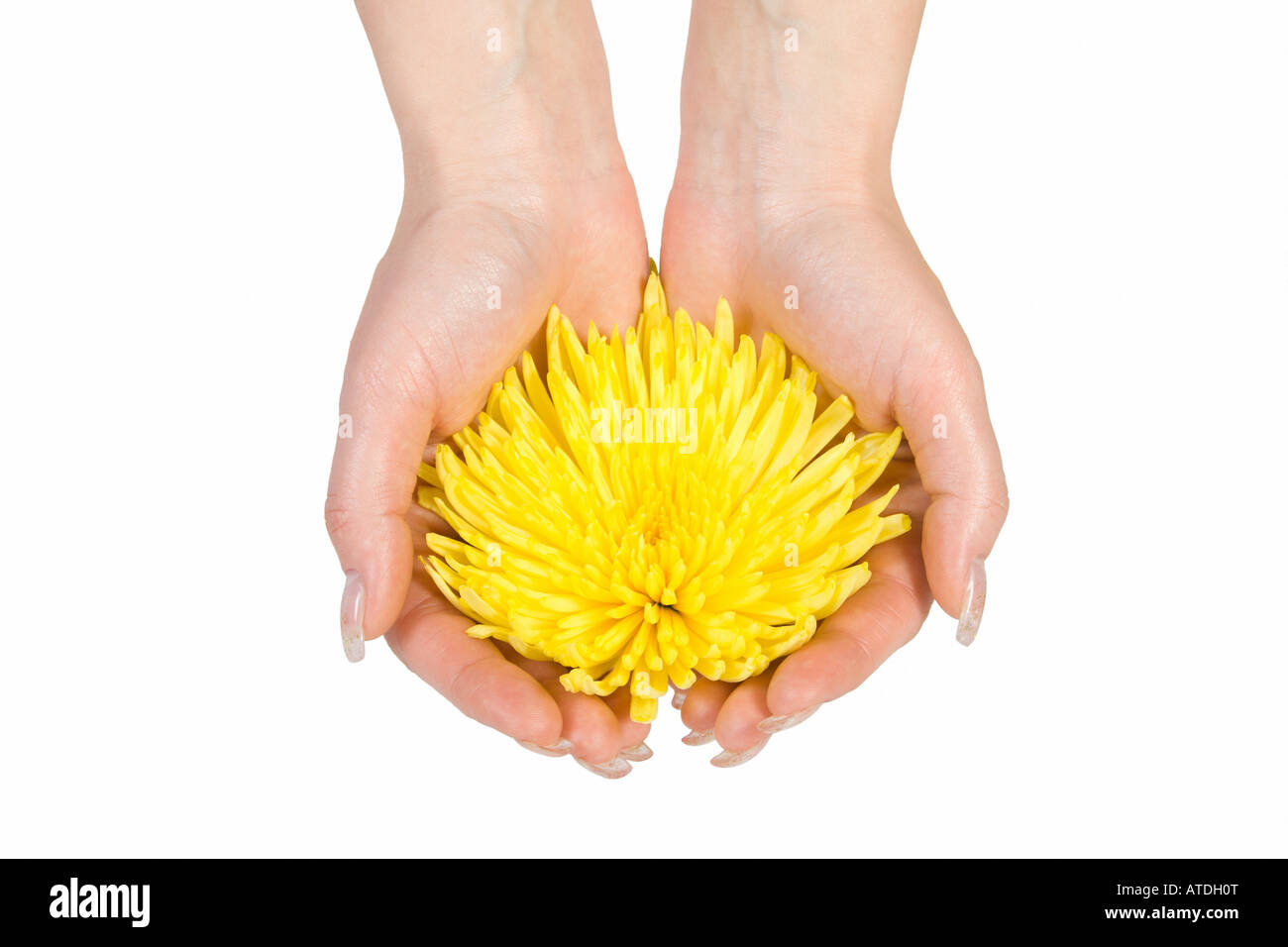 Gardening woman hands Cut Out Stock Images & Pictures - Alamy