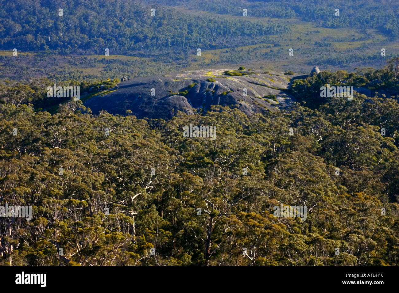 Forest of giant Karri trees near Walpole Western Australia Stock Photo ...