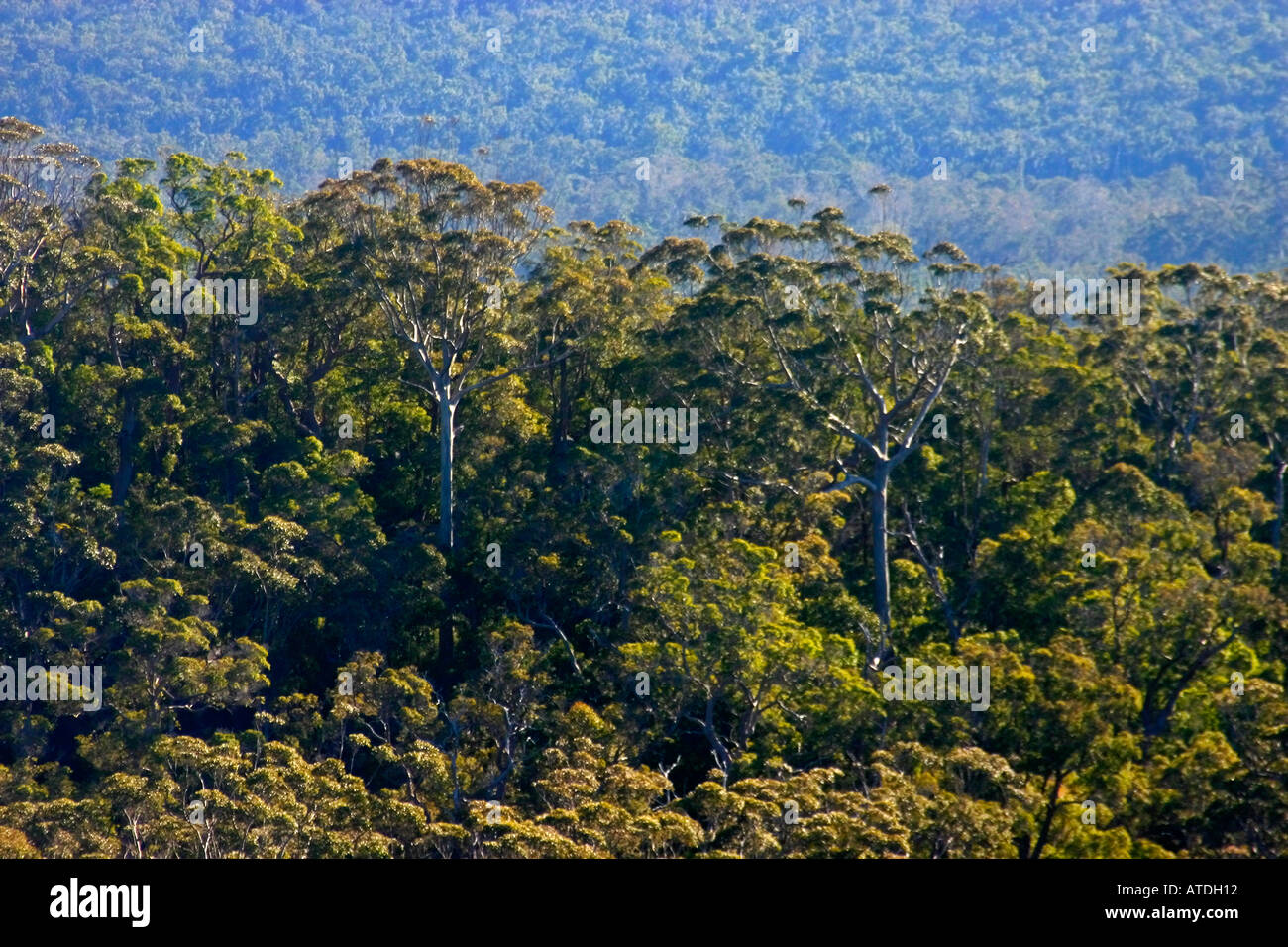 Forest of giant Karri trees near Walpole Western Australia Stock Photo ...