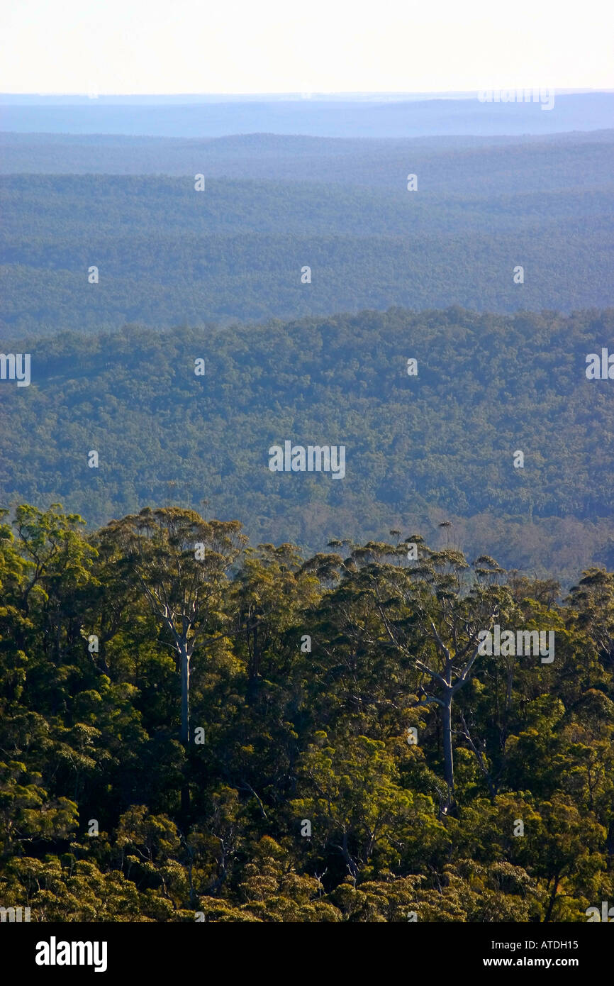 Karri tree big large hi-res stock photography and images - Alamy