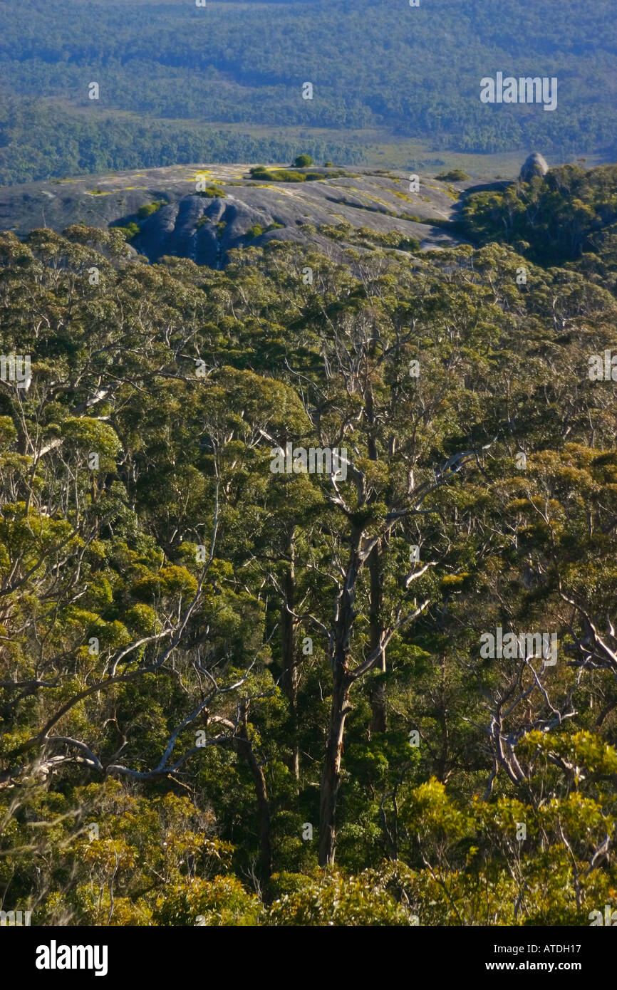 Karri tree big large hi-res stock photography and images - Alamy