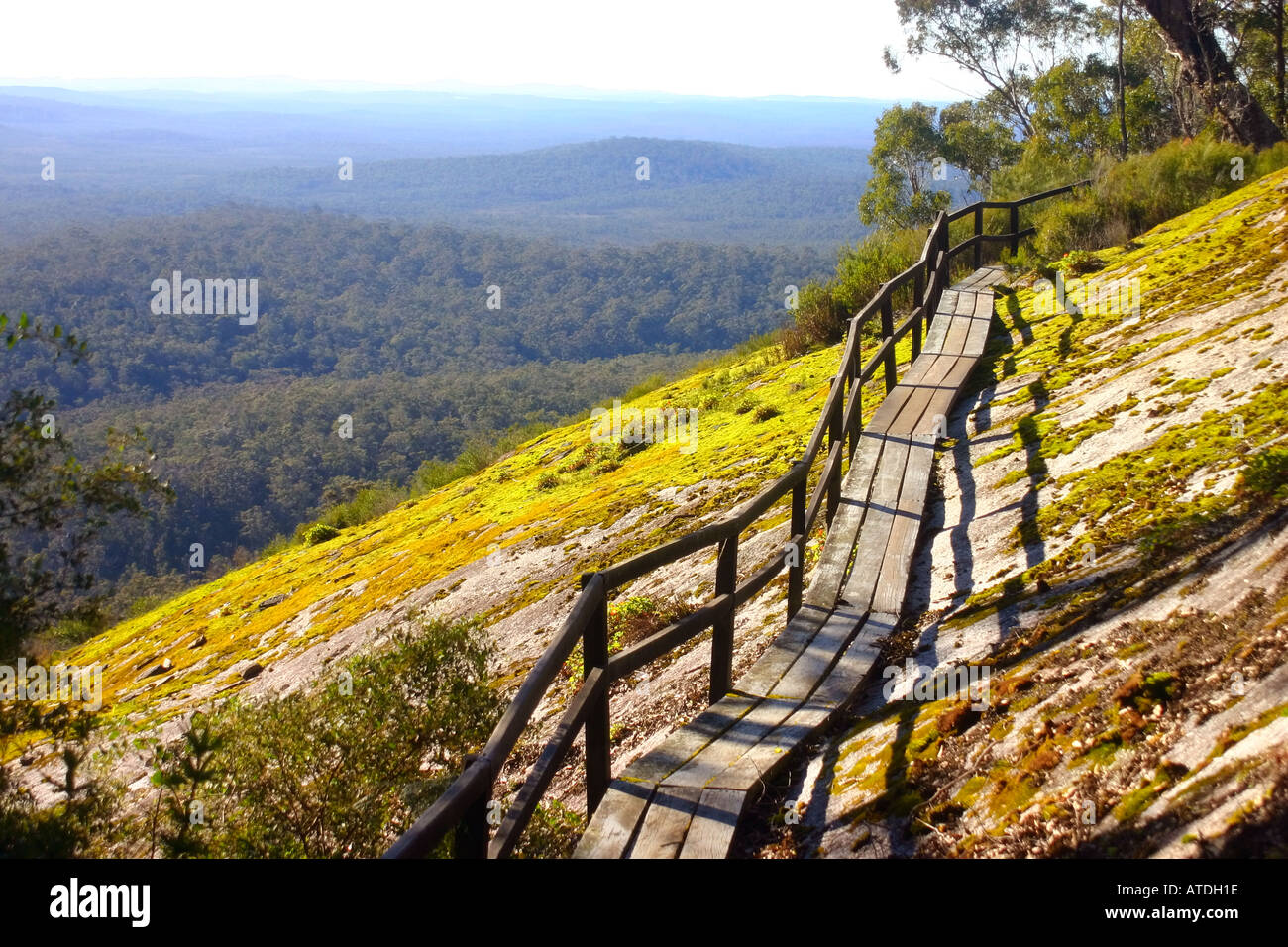 Giant tree walk western australia hi-res stock photography and images ...
