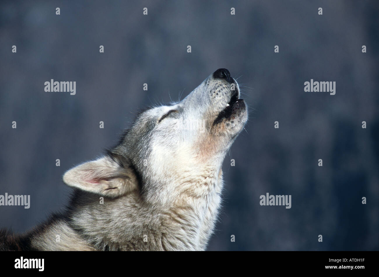 Sled dog howling hi-res stock photography and images - Alamy