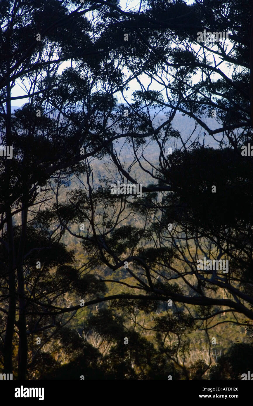 Top of giant Karri tree in forest near Walpole Western Australia Stock ...