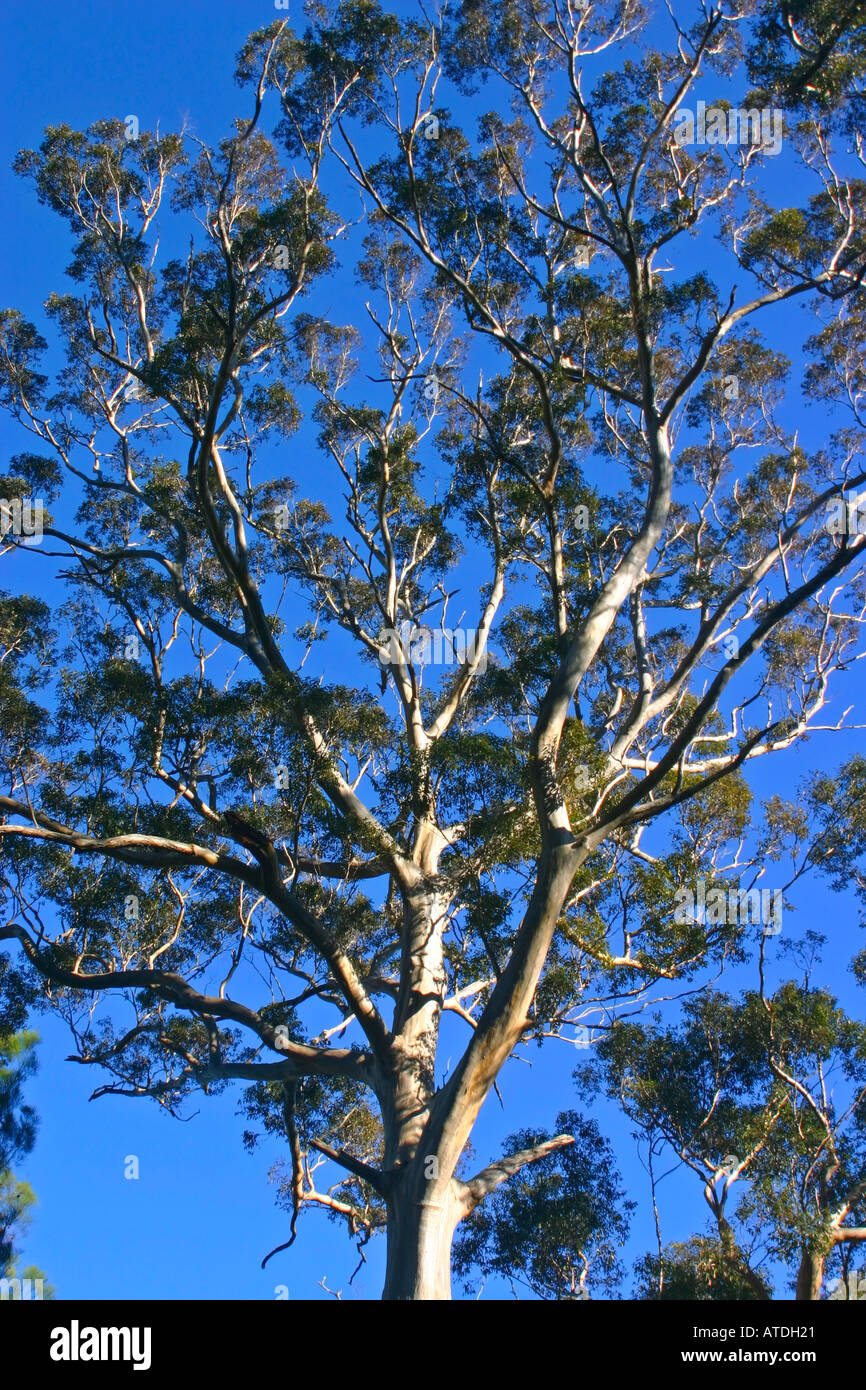 Karri tree big large hi-res stock photography and images - Alamy
