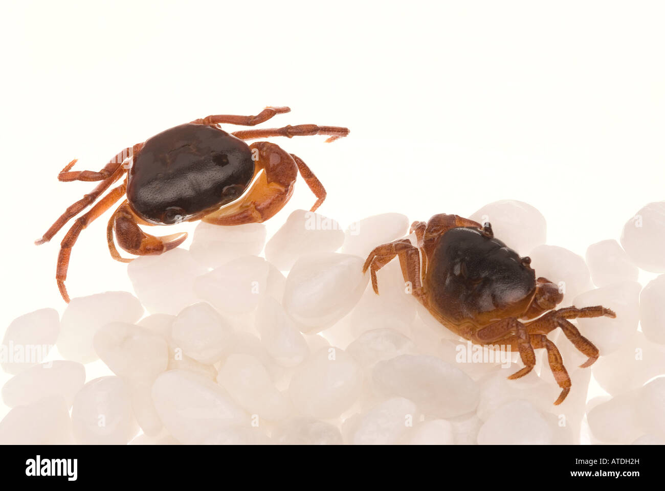 Freshwater crab hi-res stock photography and images - Alamy