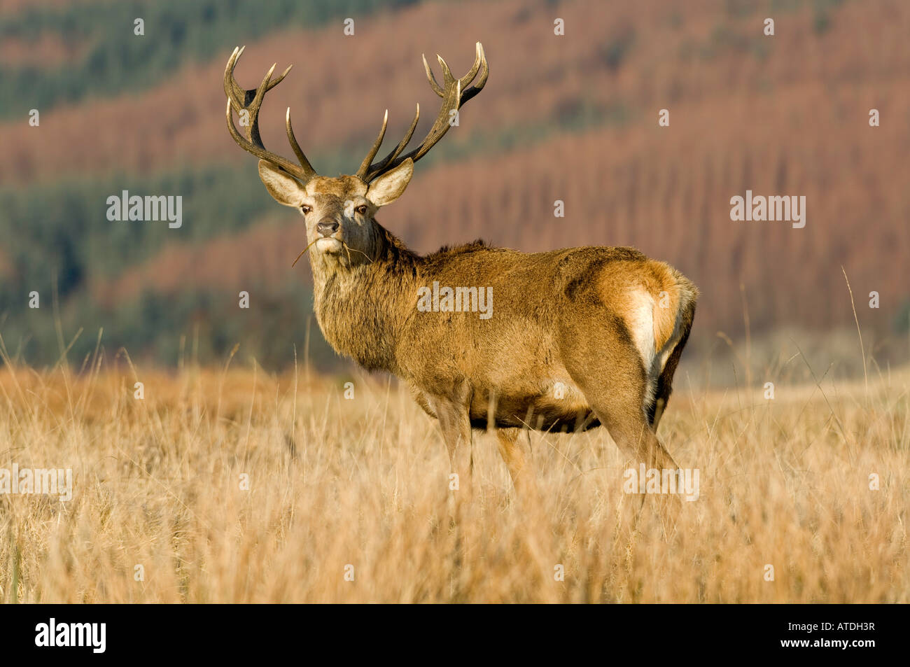 Red Deer Scotland Stock Photos & Red Deer Scotland Stock Images - Alamy