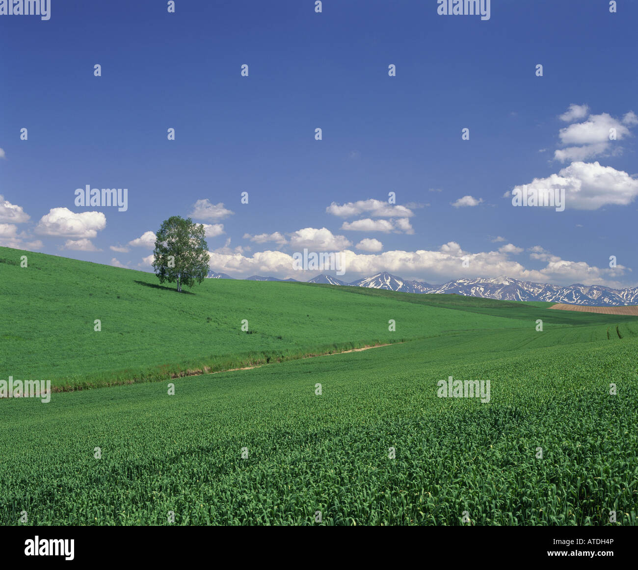 Wheat field in hokkaido hi-res stock photography and images - Alamy