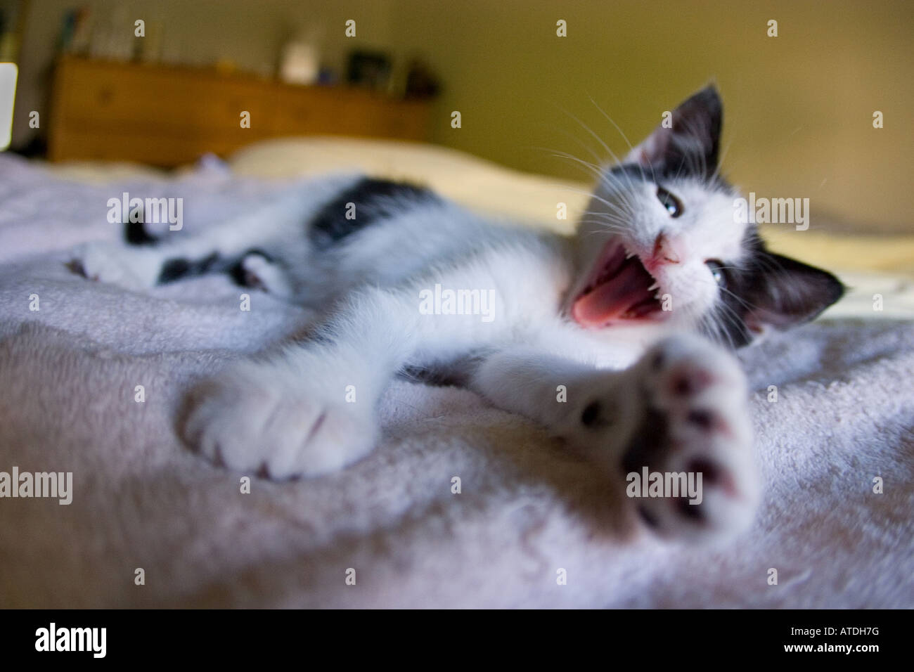 a playful polydactyl kitten Stock Photo - Alamy