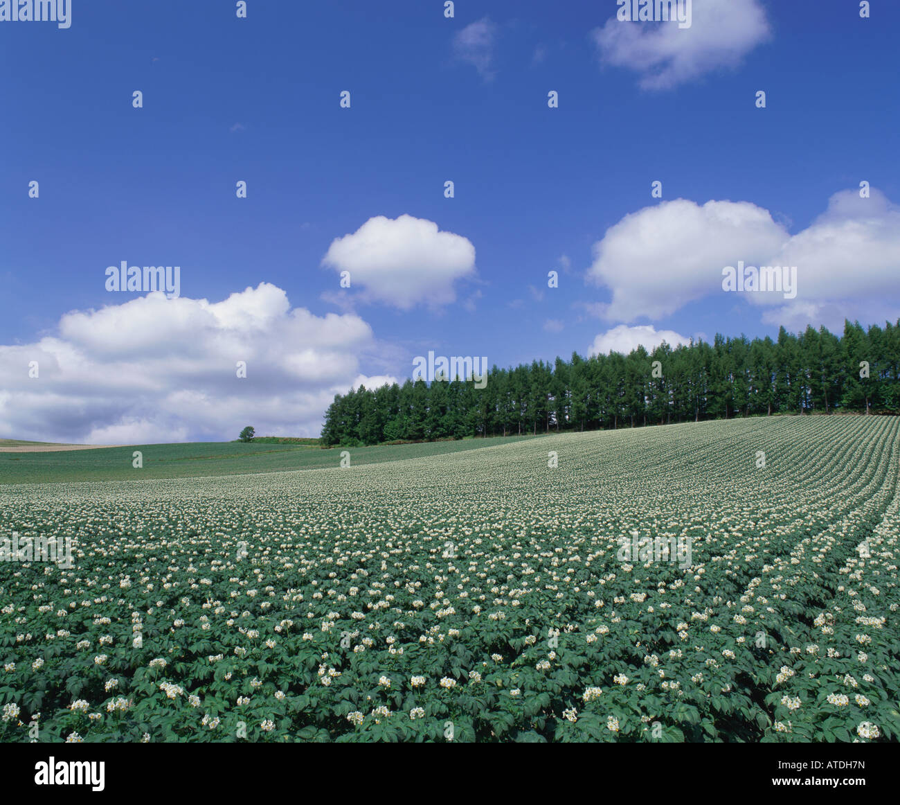Potato field, Hokkaido, Japan Stock Photo - Alamy