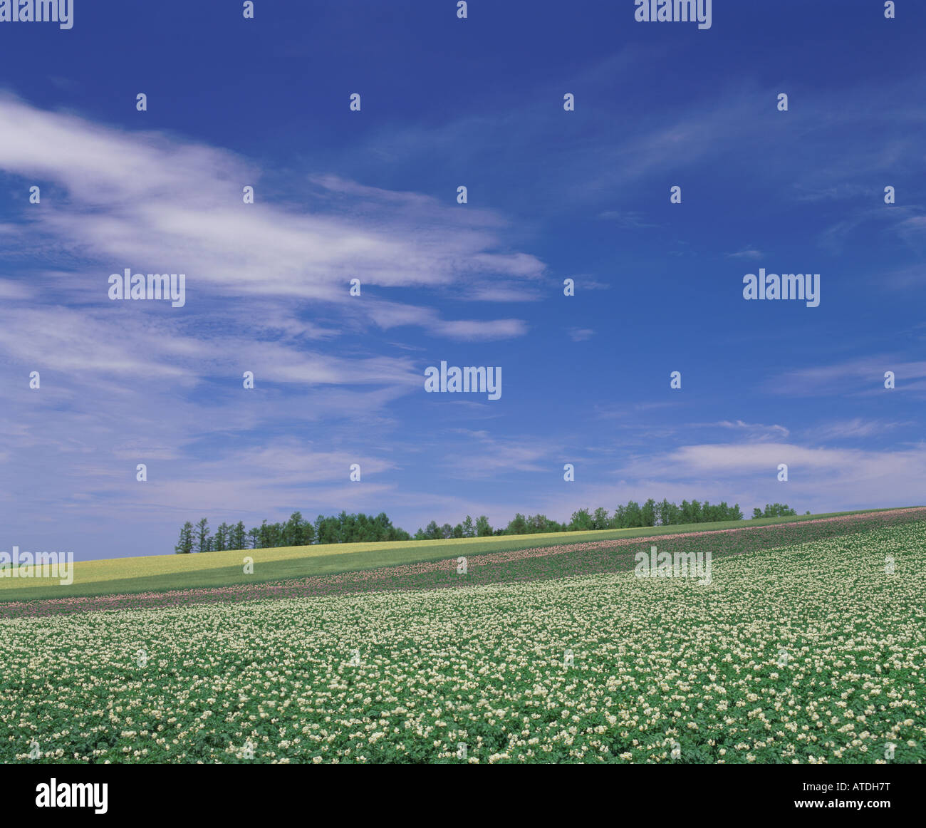 Potato field, Hokkaido, Japan Stock Photo - Alamy