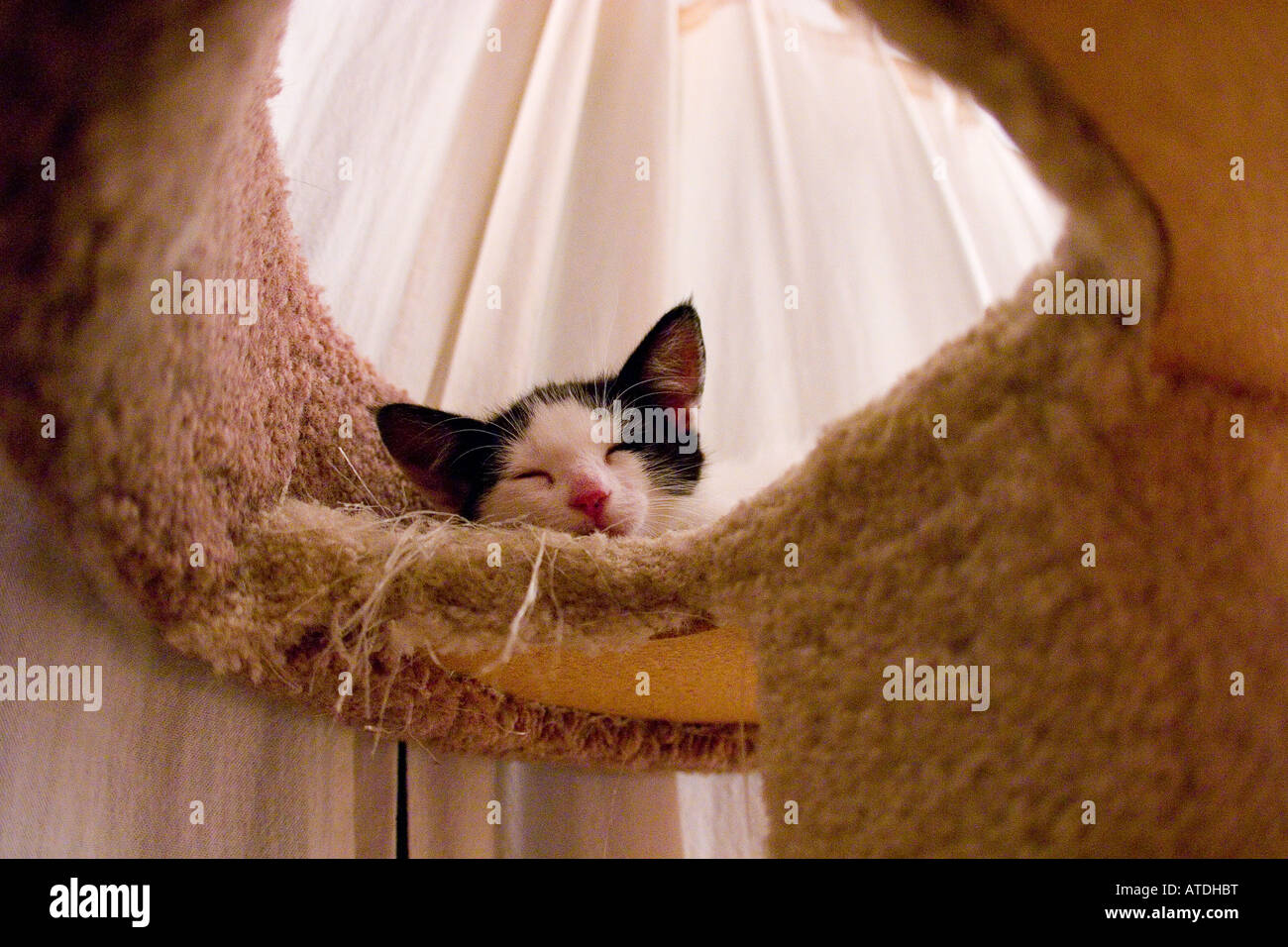 a playful polydactyl kitten Stock Photo - Alamy