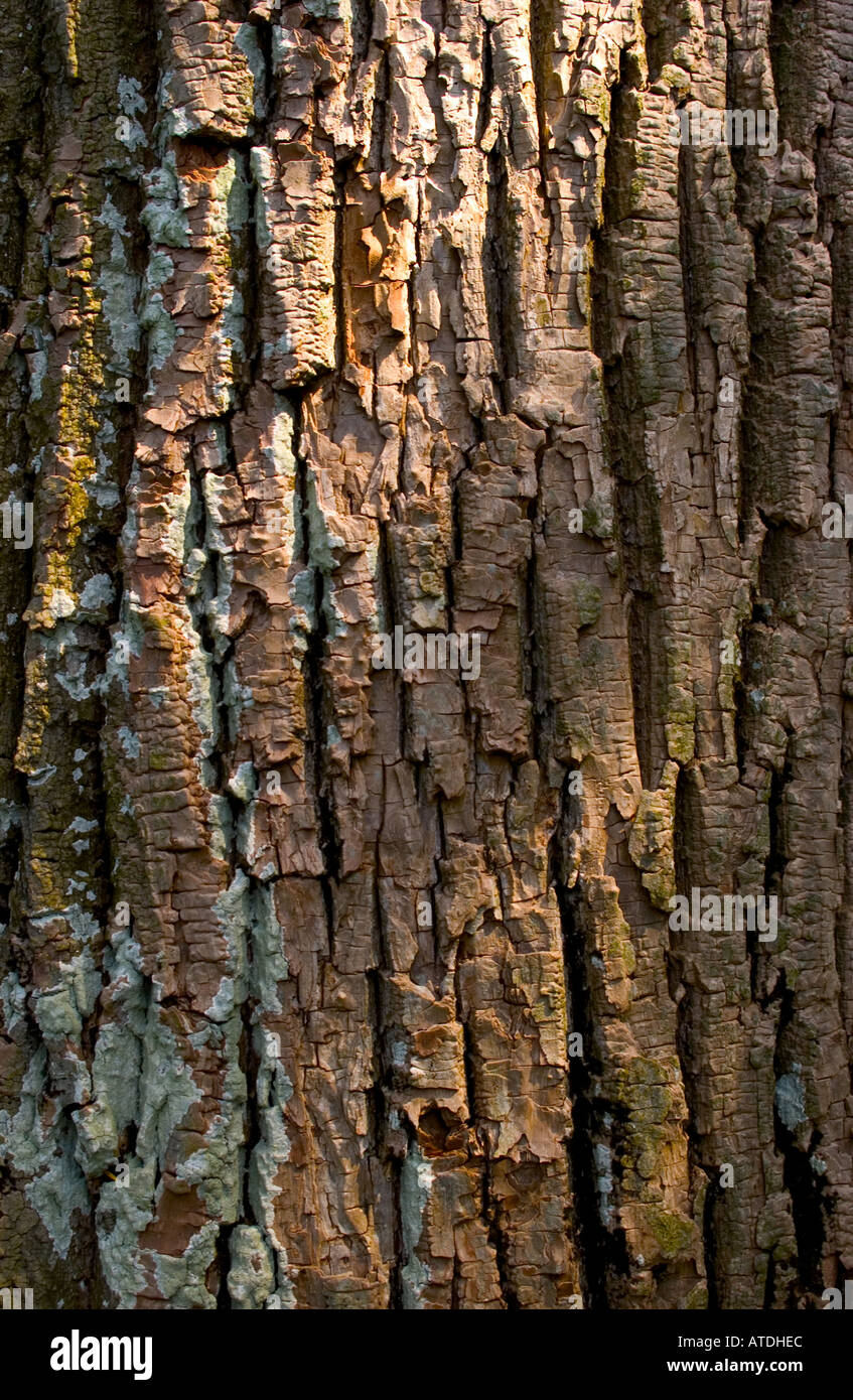 Close up of a tree trunk, showing the texture of the bark Stock Photo ...