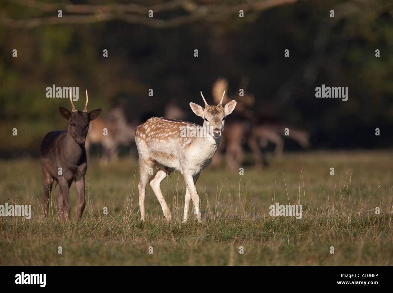 Fallow Deer Pricket (Dama dama Stock Photo - Alamy