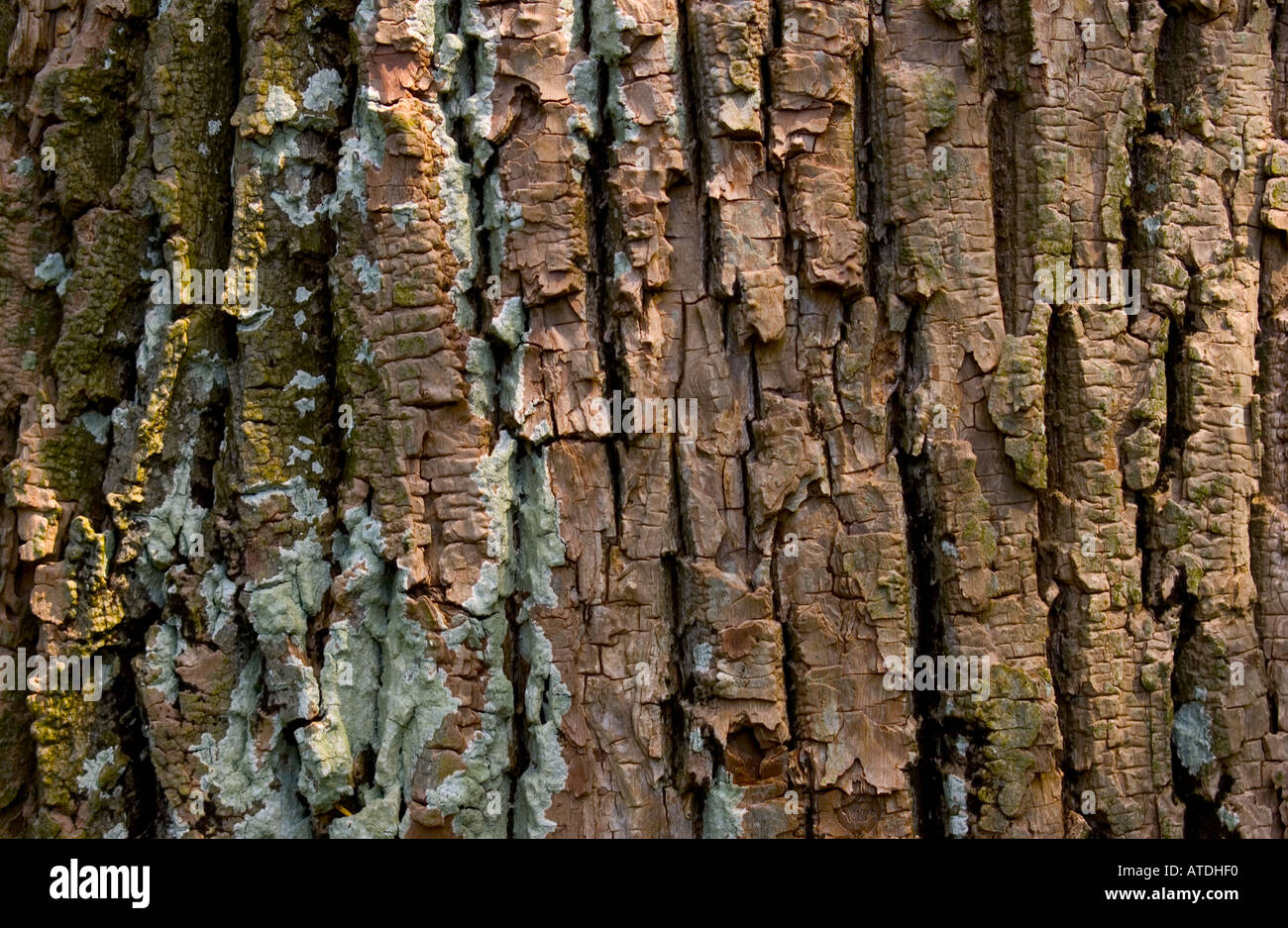 Close up of a tree trunk, showing the texture of the bark Stock Photo ...