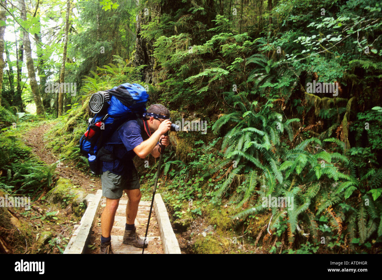 Backpacker taking picture in Bogachiel Rainforest, Olympic National ...