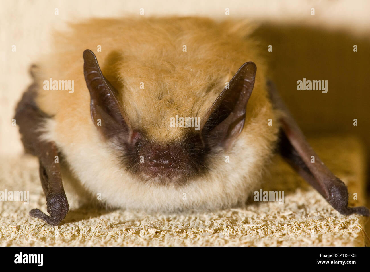 A Little Brown Bat or Little Brown Myotis (Myotis lucifugus) in Death ...