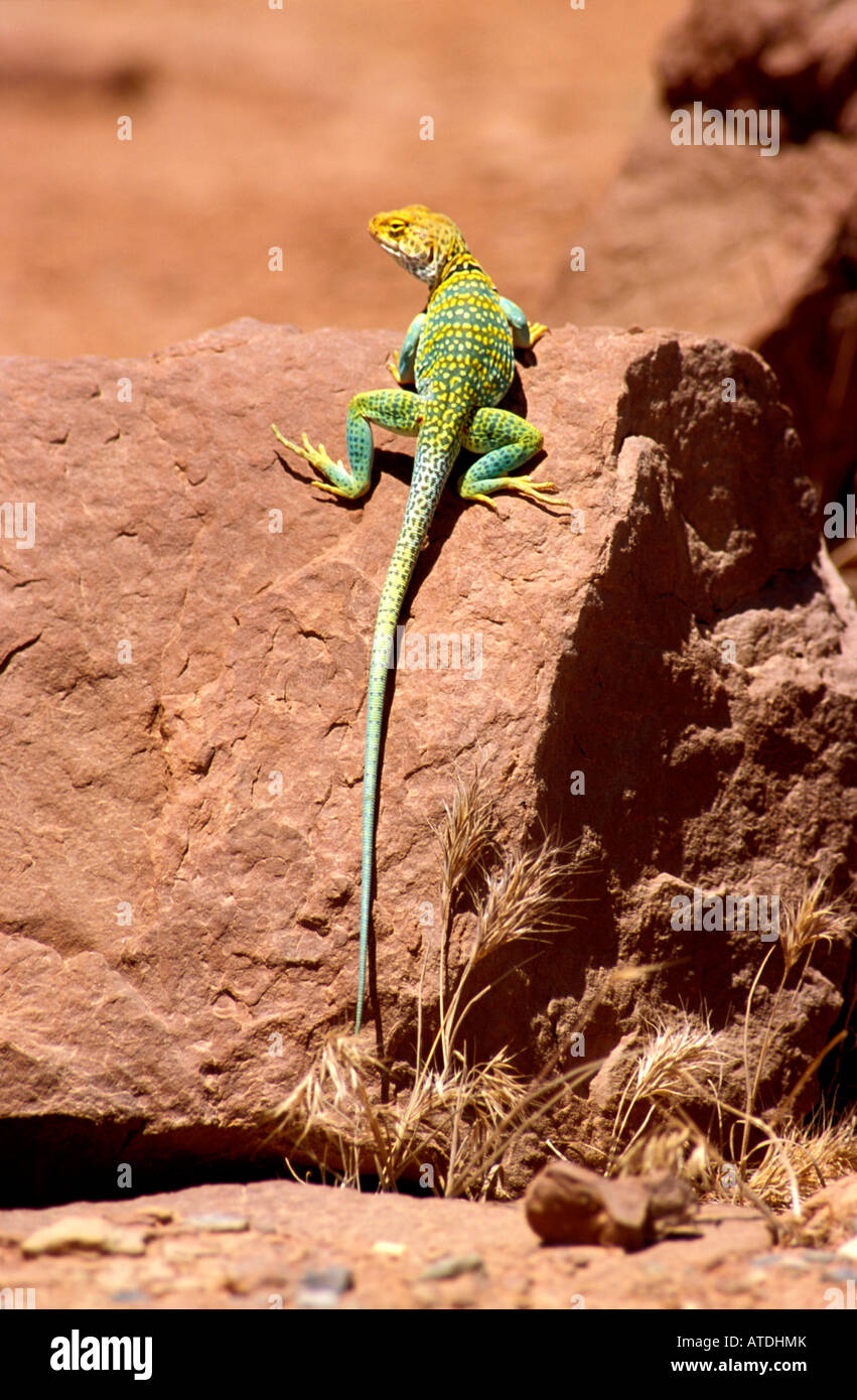 collared lizard AZ Monument Valley fauna Arizona desert rock formations ...