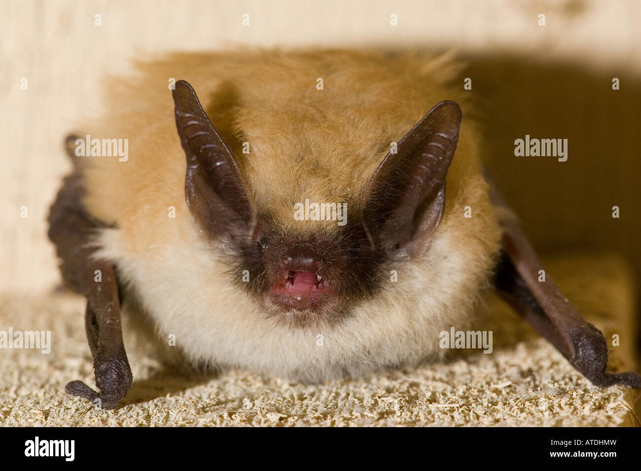 Little brown bat myotis lucifugus hi-res stock photography and images ...