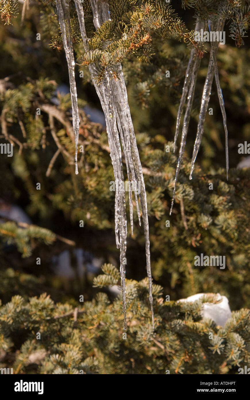 winter season icicles frozen ice spikes hangs on tree branch limb ...