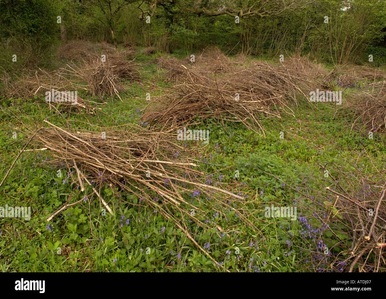 Coppicing hi-res stock photography and images - Alamy