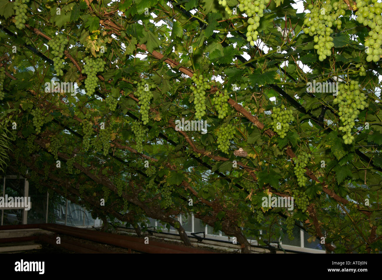 Grape Vine,Muscat of Alexandria Stock Photo - Alamy
