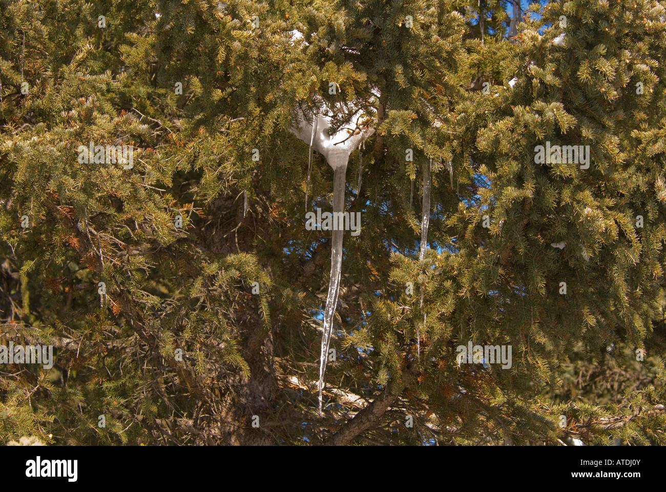 winter season icicles frozen ice spikes hangs on tree branch limb ...