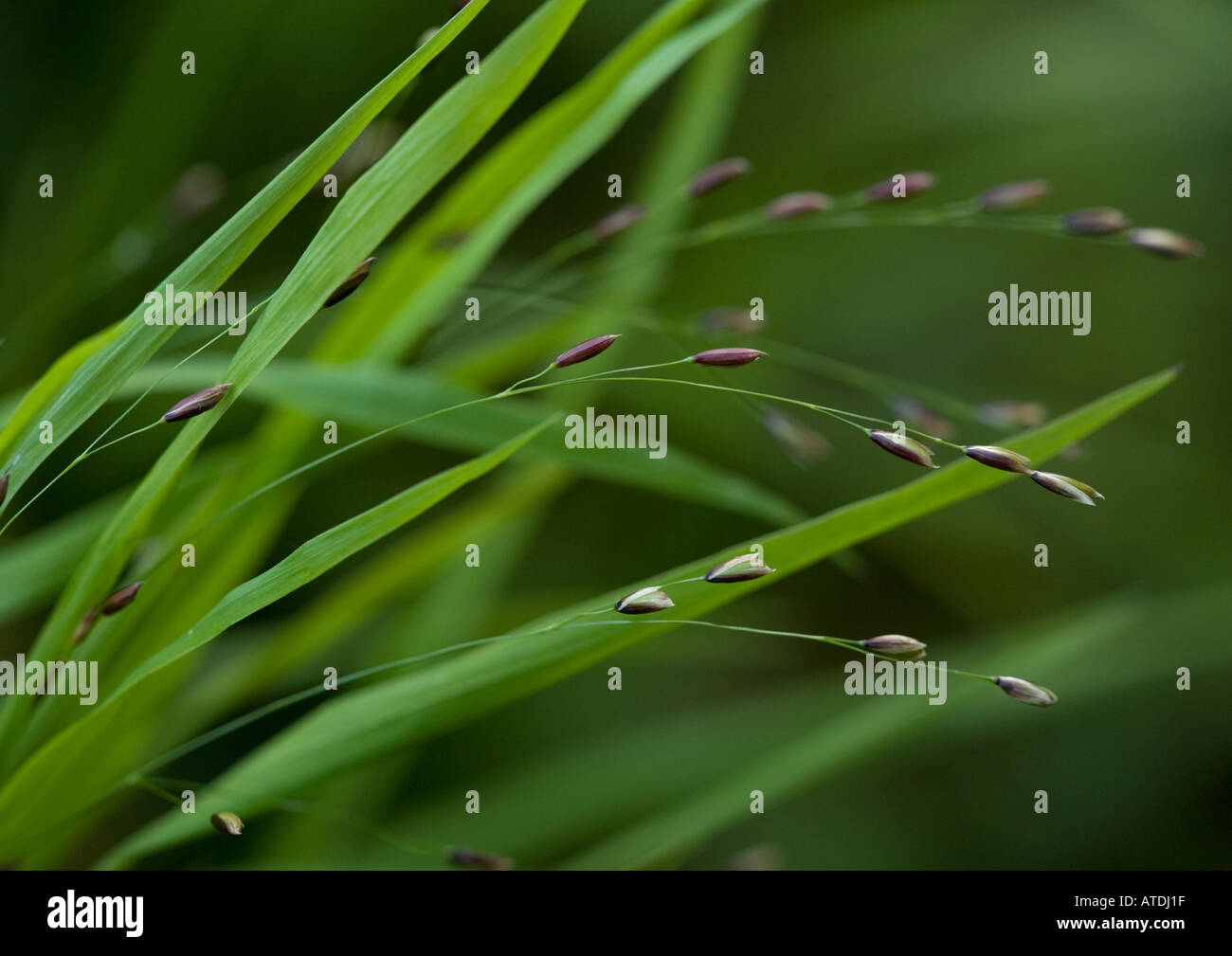 Wood melick, melica uniflora hi-res stock photography and images - Alamy