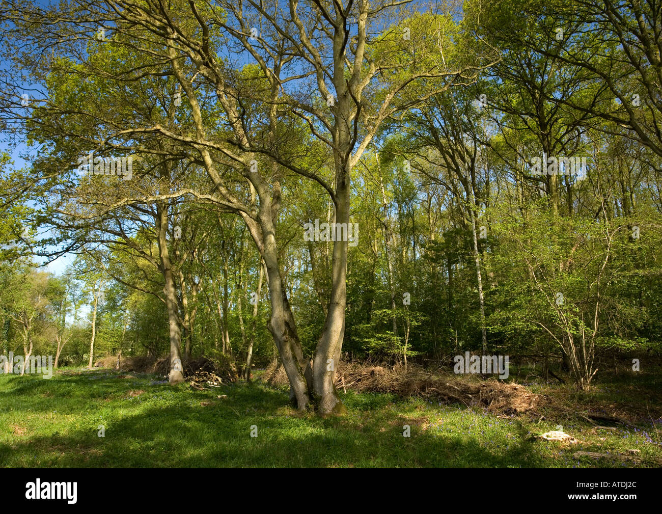 Rockingham Forest High Resolution Stock Photography and Images - Alamy