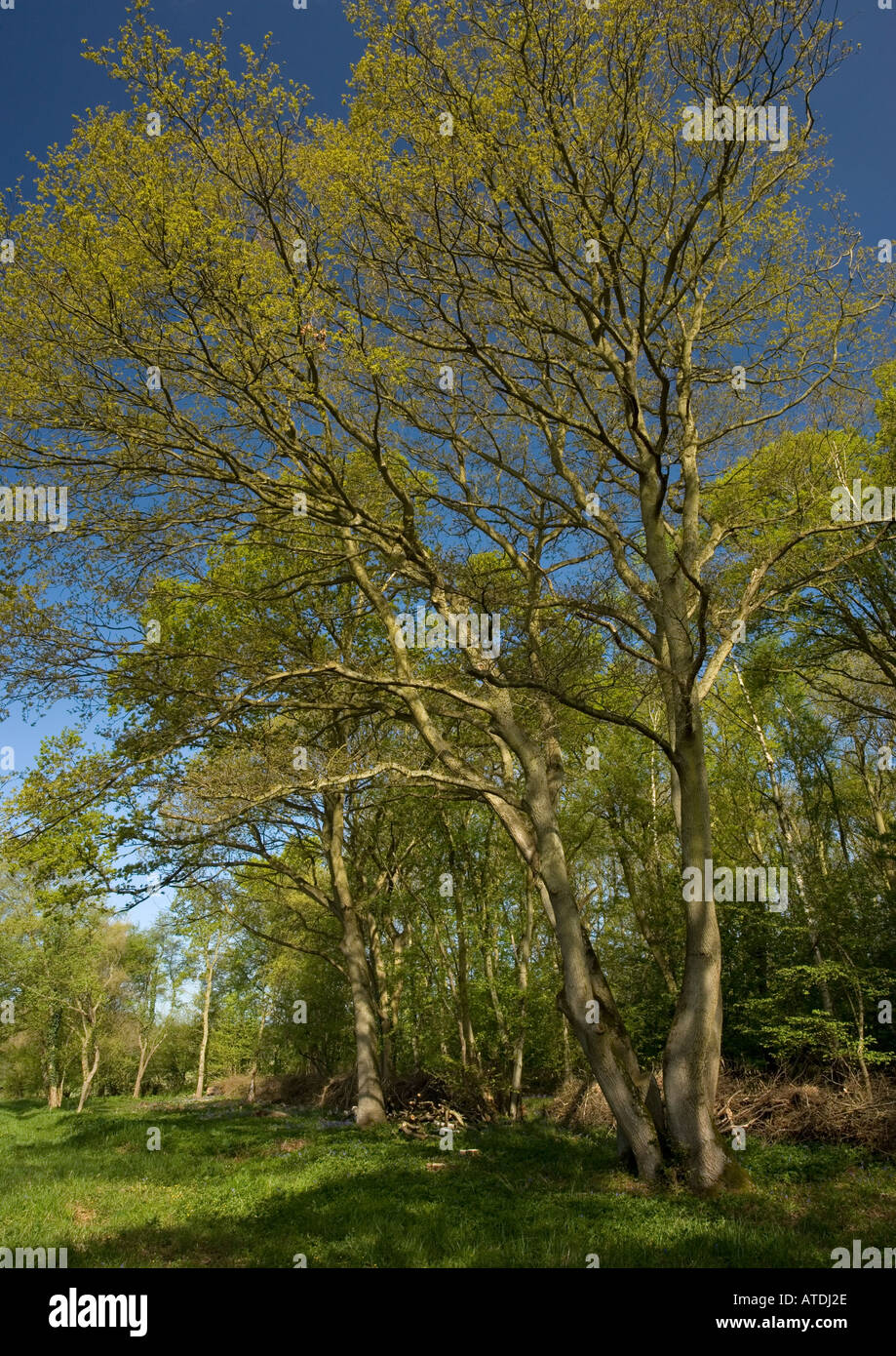 Wakerley great wood hi-res stock photography and images - Alamy