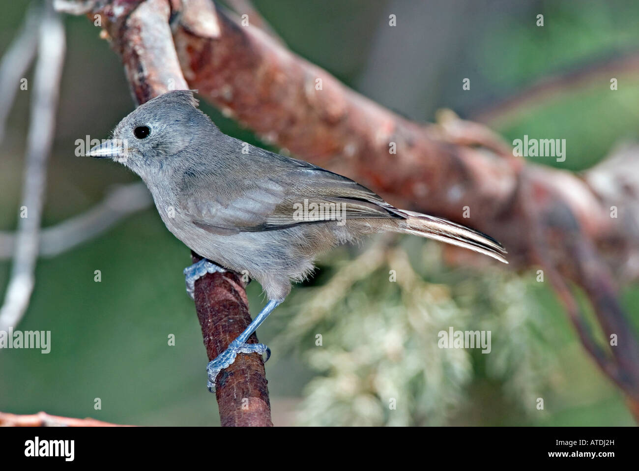 Juniper Titmouse High Resolution Stock Photography and Images - Alamy