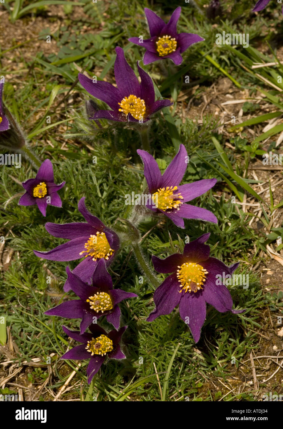 Pasque flowers Rare plant in UK; Pulsatilla vulgaris Stock Photo - Alamy