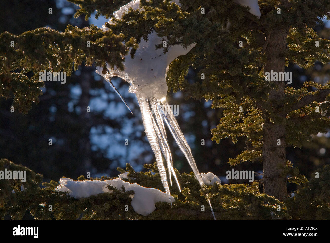 winter christmas season tree icicles frozen ice spikes hang from tree ...