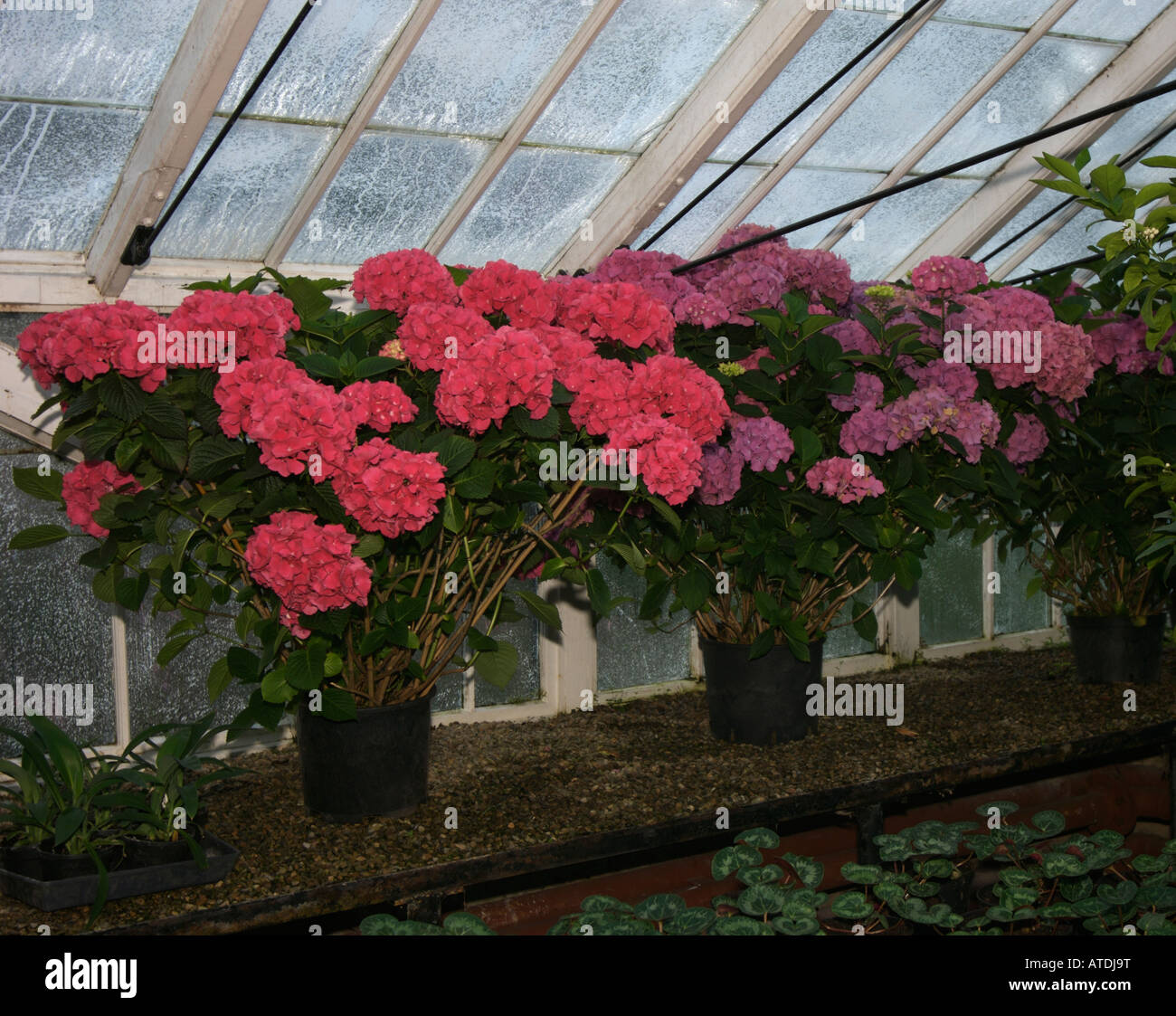 Hydrangea macrophylla hortensis on a greenhouse bench Stock Photo - Alamy