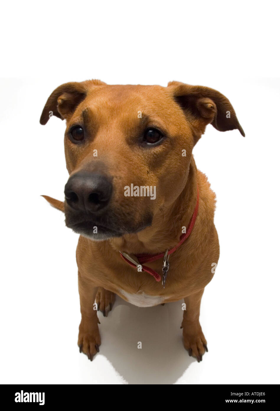 Friendly Pit Bull dog against white background Stock Photo - Alamy