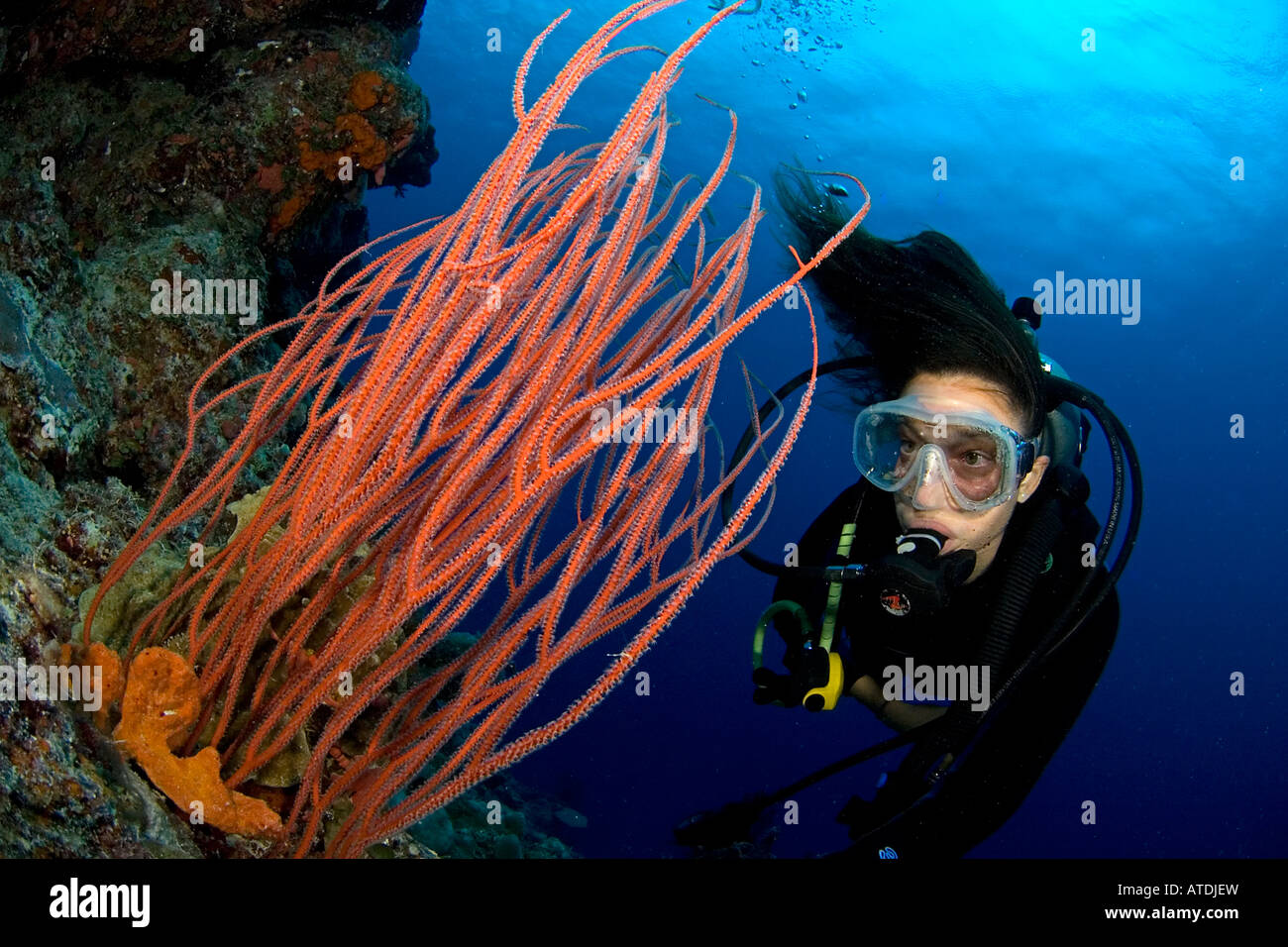 Coral and diver. Micronesia, underwater, scuba, diving, ocean, sea ...